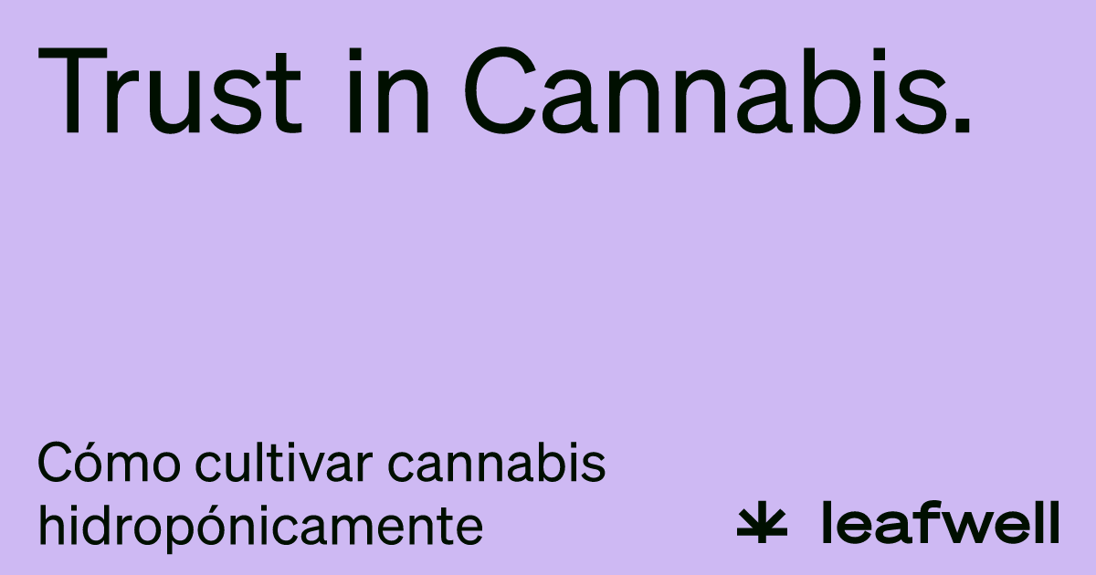 Cómo cultivar cannabis hidropónicamente - Leafwell